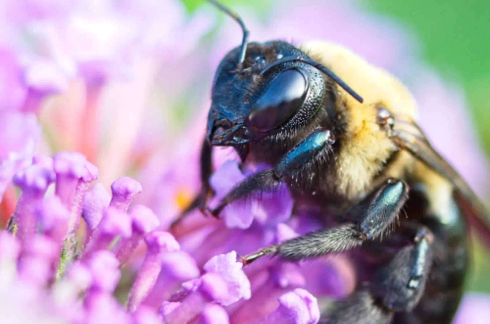 Meetings | Prairie and Timbers Audubon Society