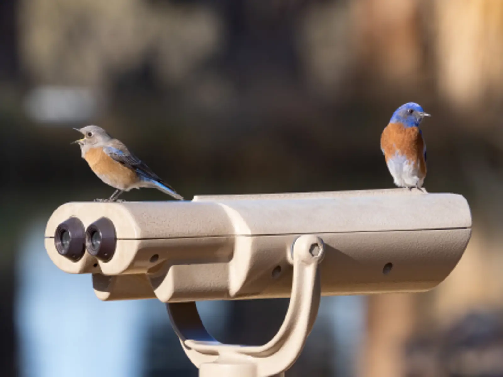 Bird Walks and Trips | Prairie and Timbers Audubon Society