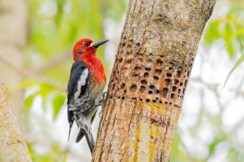 About Us | Prairie and Timbers Audubon Society