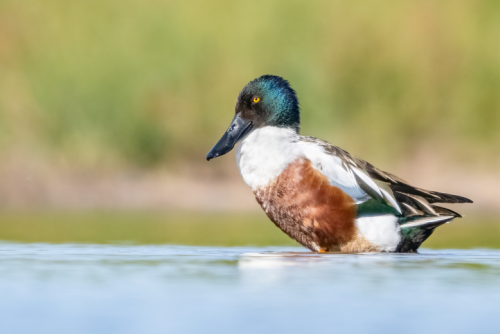 About Us | Prairie and Timbers Audubon Society