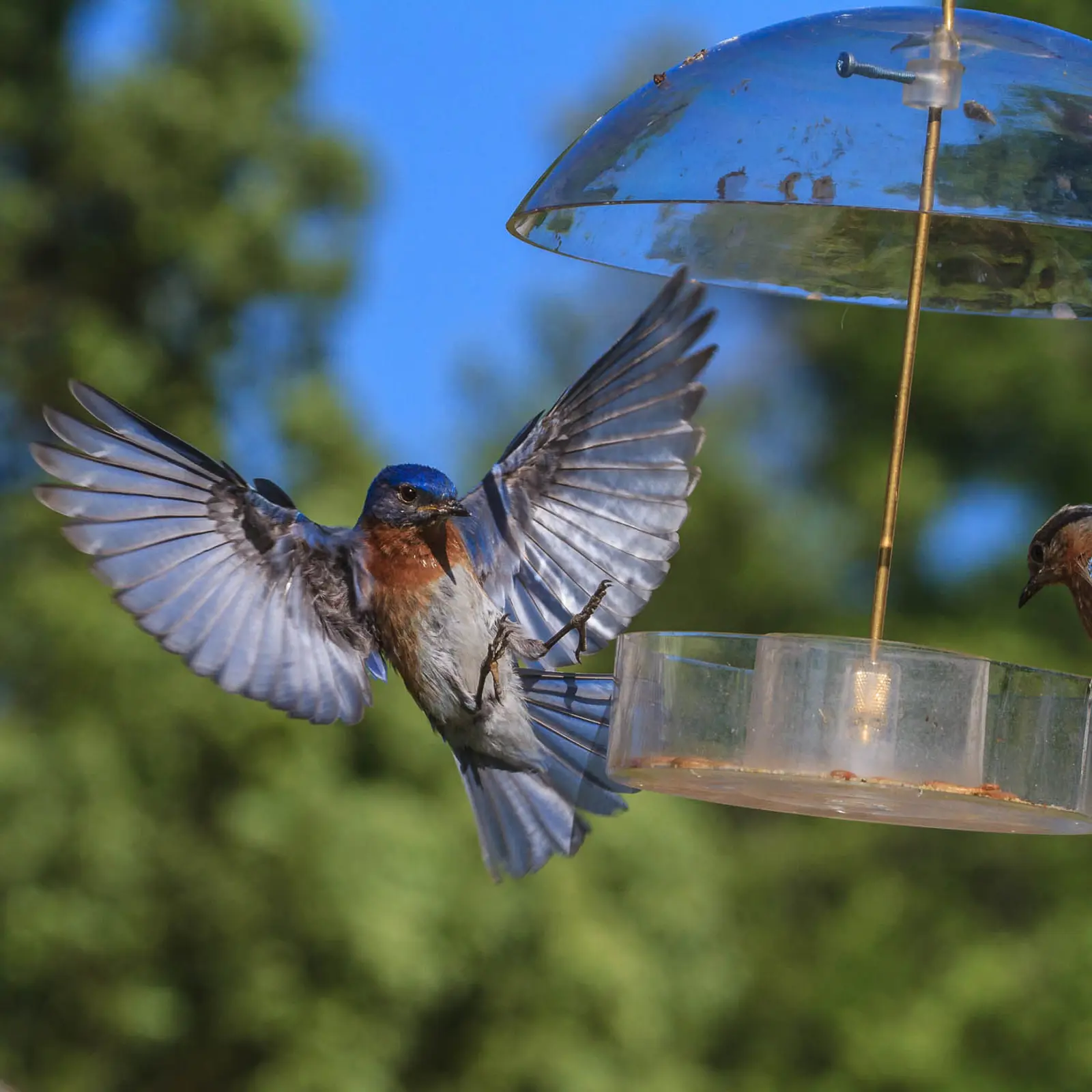 Community Science | Prairie and Timbers Audubon Society