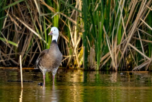 Activities | Prairie and Timbers Audubon Society