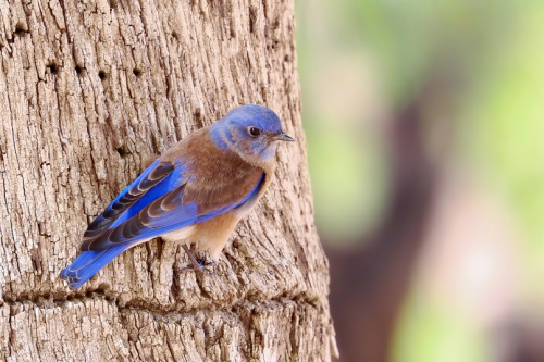 About Us | Prairie and Timbers Audubon Society